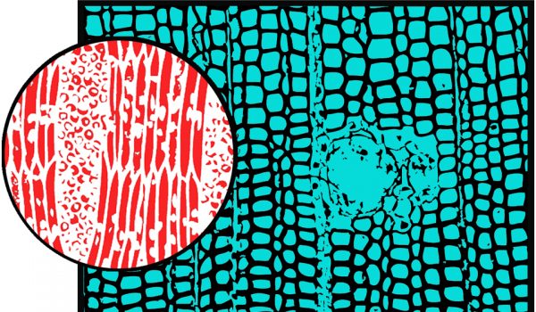 health get color - The Muscle Clinic | Remedial and Sports Massage Plymouth